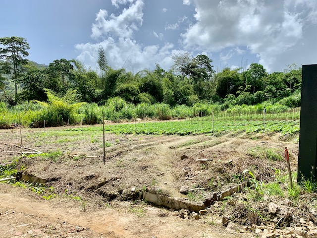 Land for Sale - Mountain View, Santa Cruz - De Silva Realty